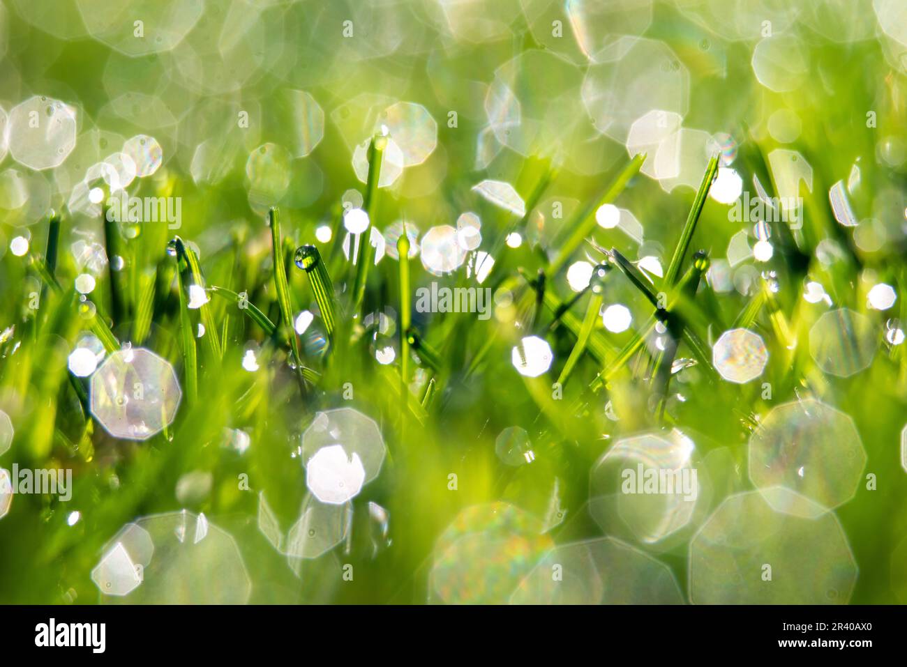 Early morning dew on garden leaves hi-res stock photography and images ...