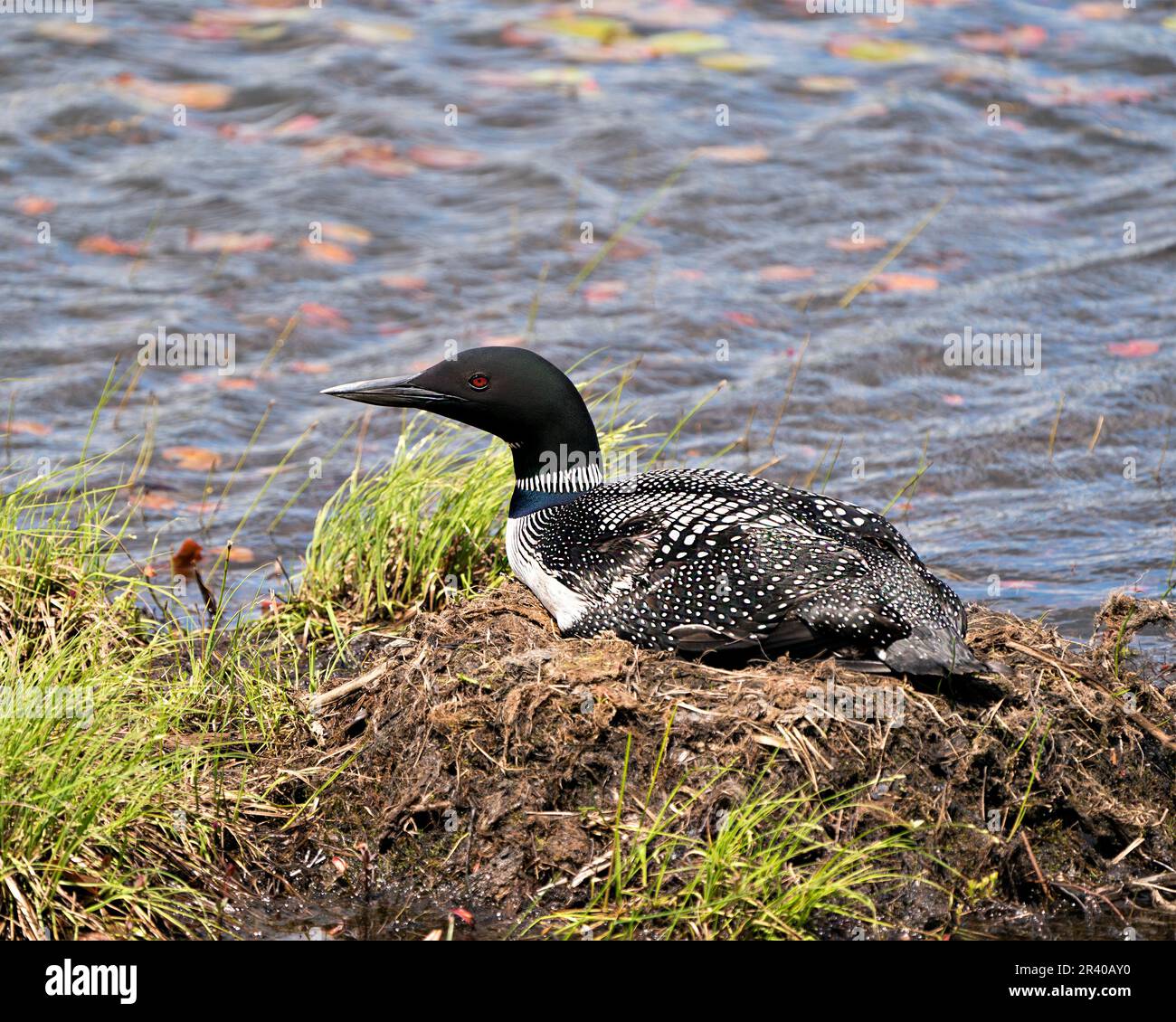 Loon nesting on its nest with marsh grasses, mud and water by the lake shore in its environment ...