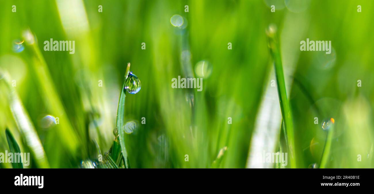 Early morning dew on garden leaves hi-res stock photography and images ...