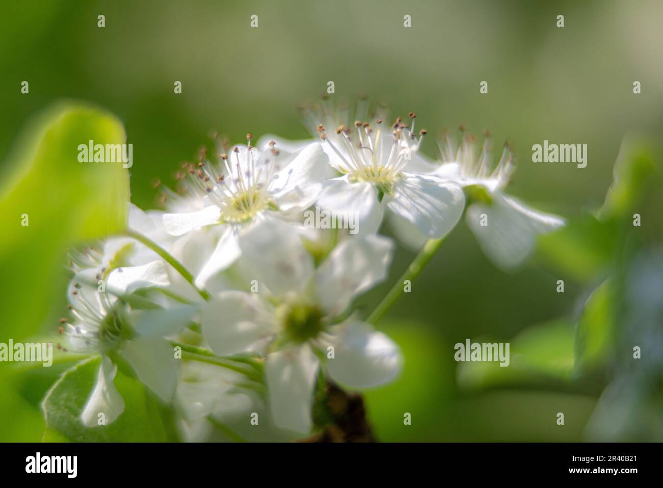 Ornamental pear tree hi-res stock photography and images - Alamy