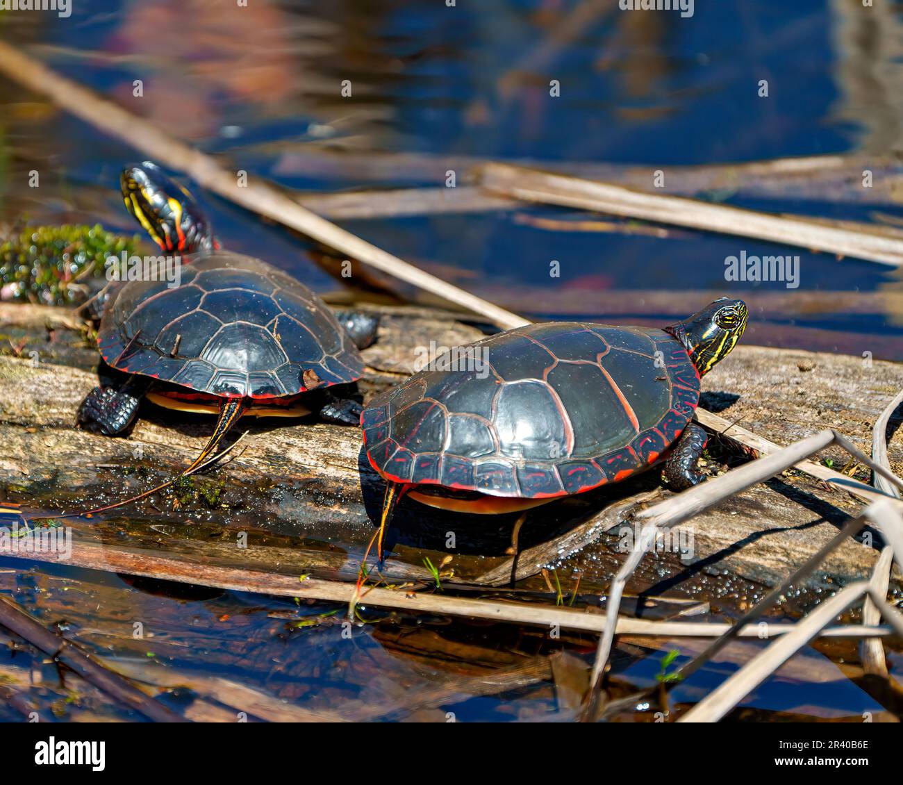 Painted Turtle couple resting on a log with moss in the pond enjoying ...