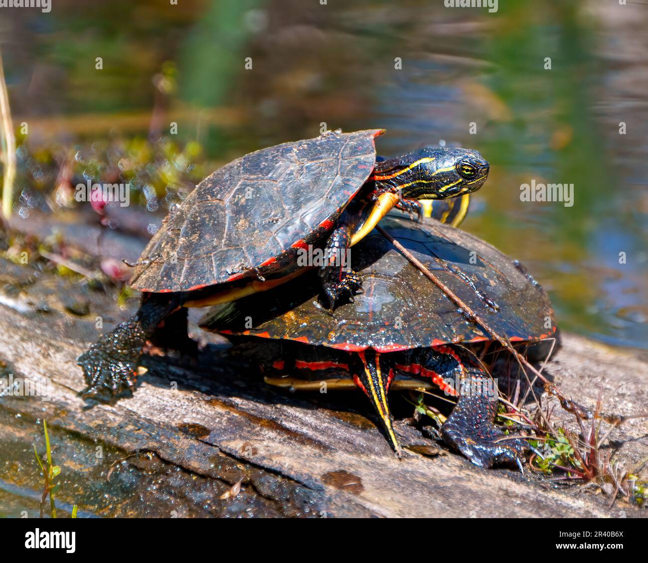 Painted turtle couple during mating season interacting on a log with ...