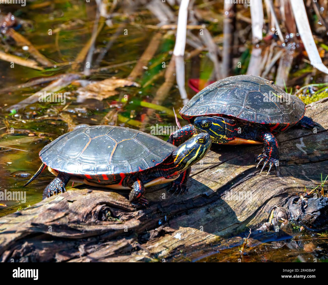 Painted Turtle couple resting on a log with moss in the pond enjoying ...