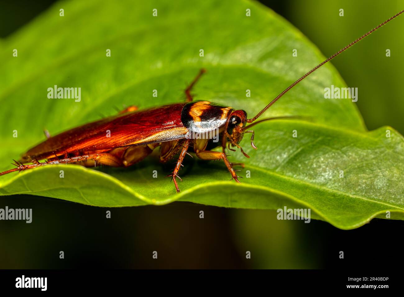 Australian cockroach (Periplaneta australasiae), Ranomafana national ...
