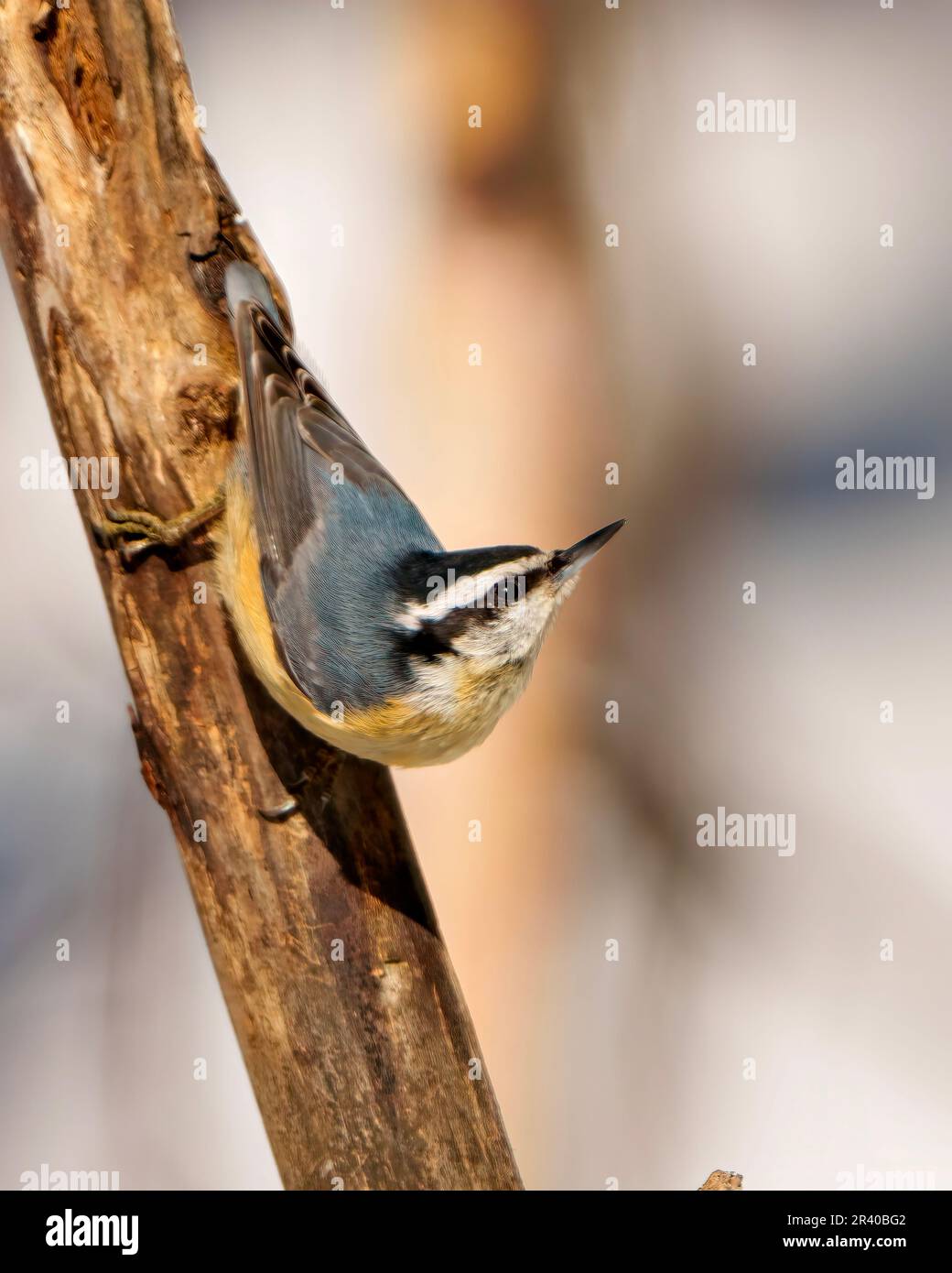 Red-breasted Nuthatch close-up profile view clinging to the tree branch ...