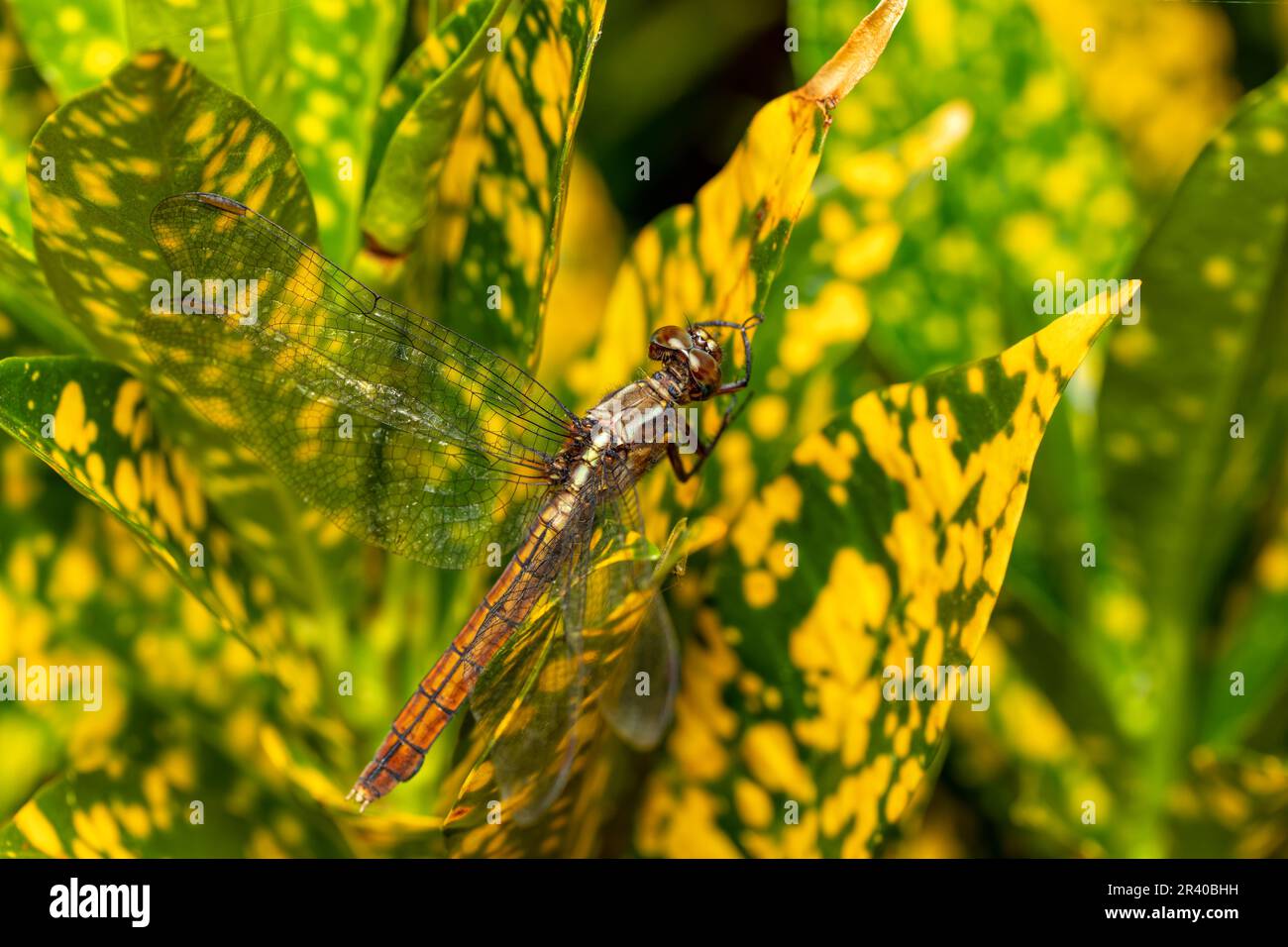 Azure Skimmer Dragonfly male, Orthetrum azureum, Analamazaotra National ...