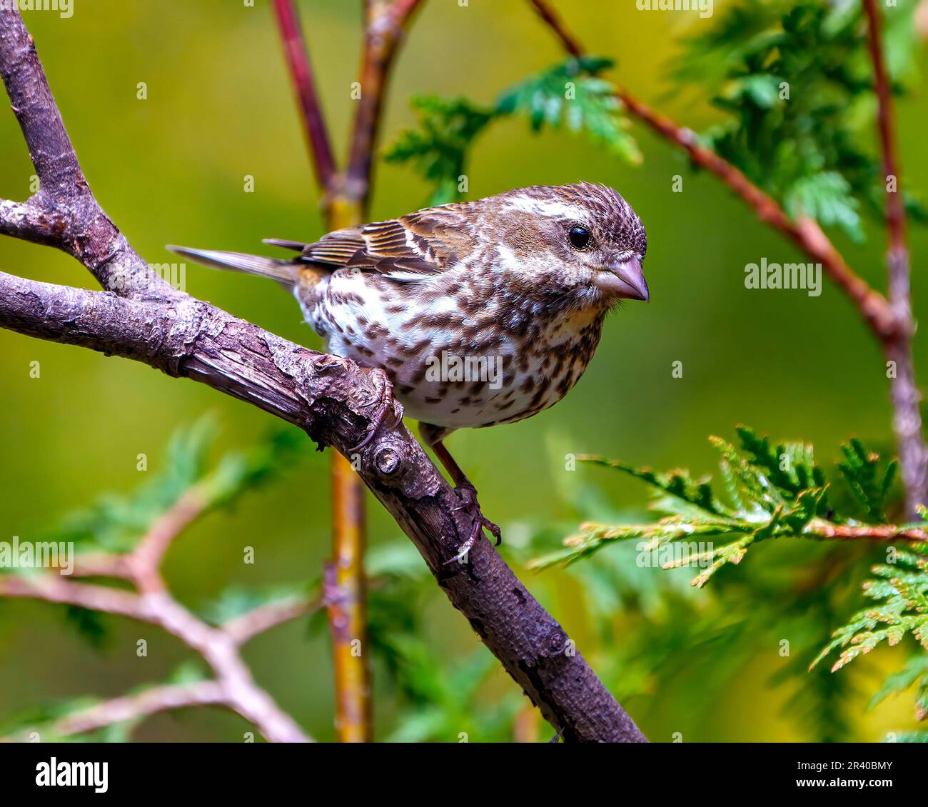 Finch female close-up profile front view, perched on a branch with a ...