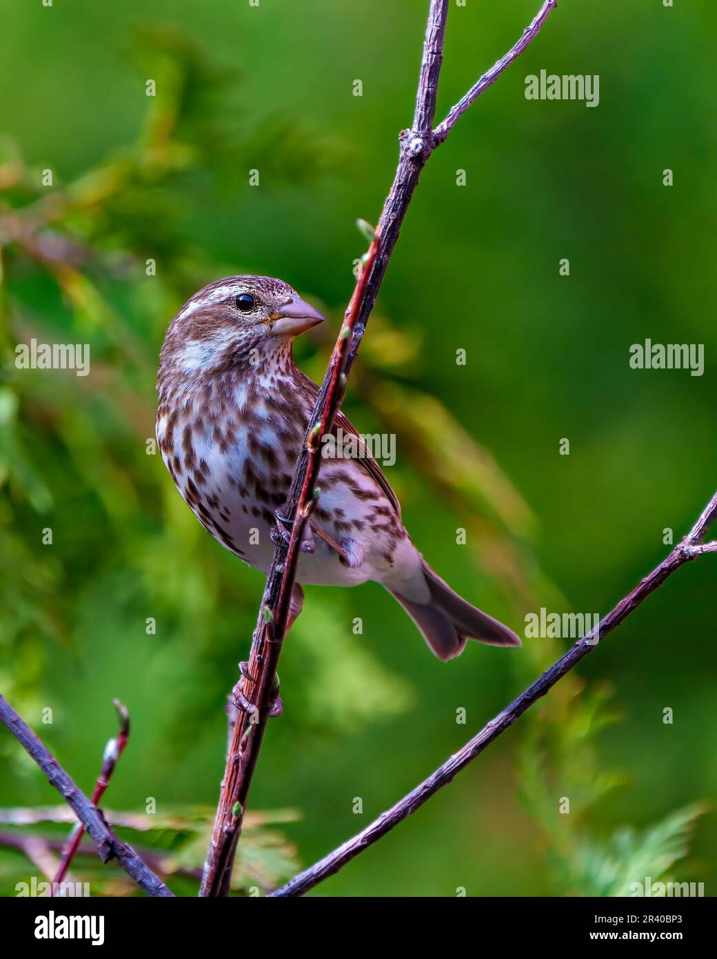 Female green background hi-res stock photography and images - Alamy