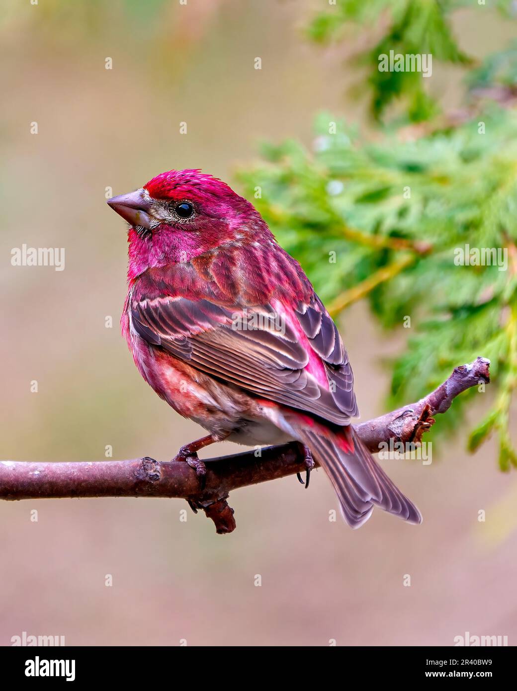 Purple Finch male close-up rear view perched on a branch with in its ...