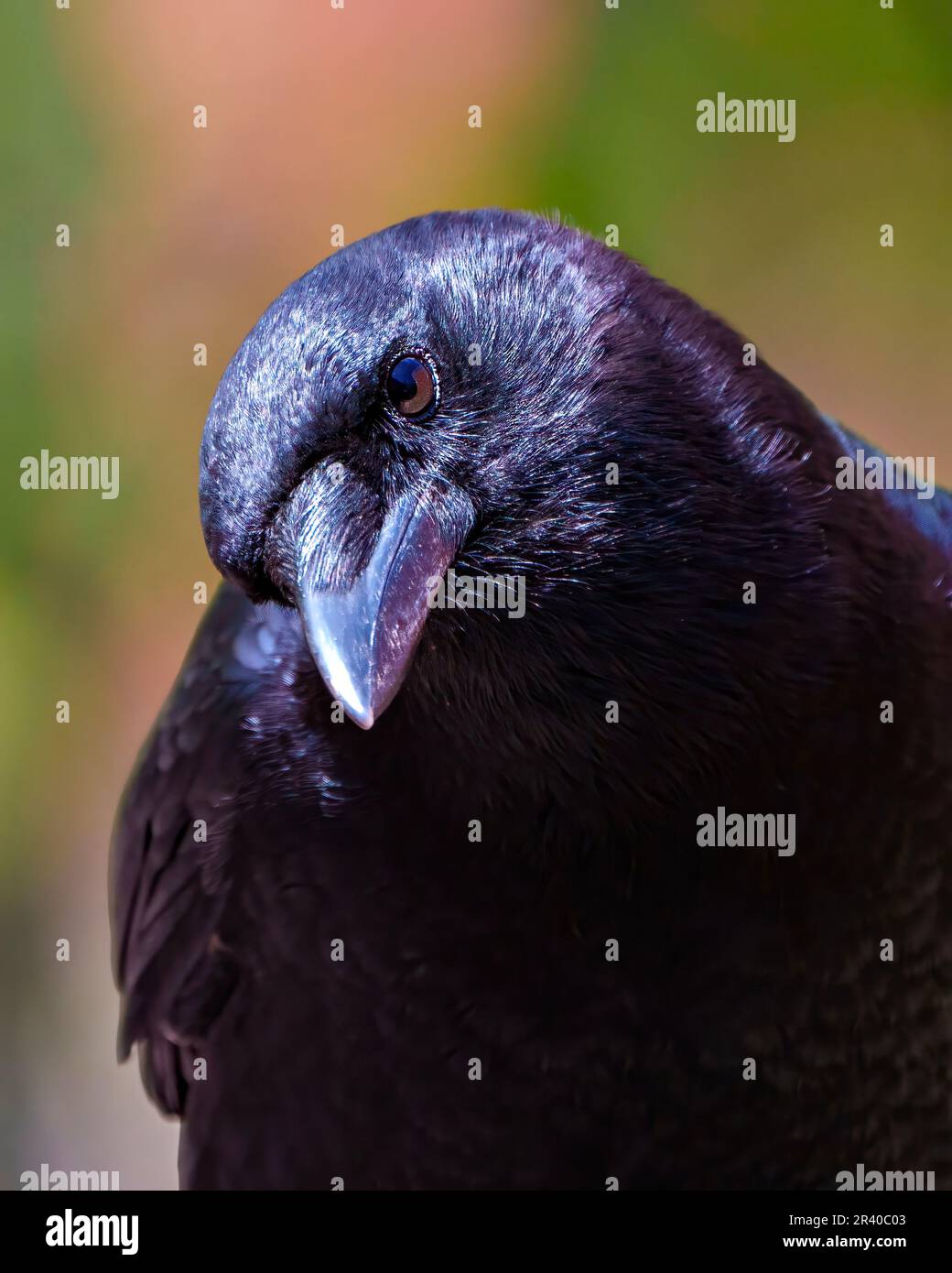 Raven close-up head shot front view with a colourful rainbow background ...