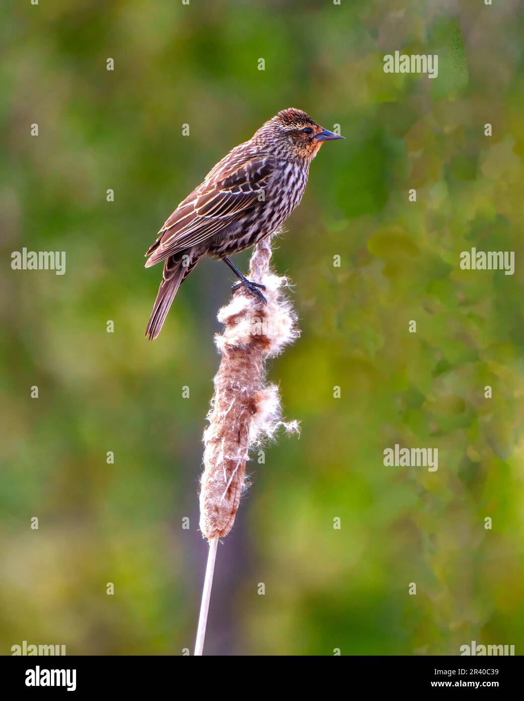 Red-winged Blackbird female close-up side view perched on a cattail ...