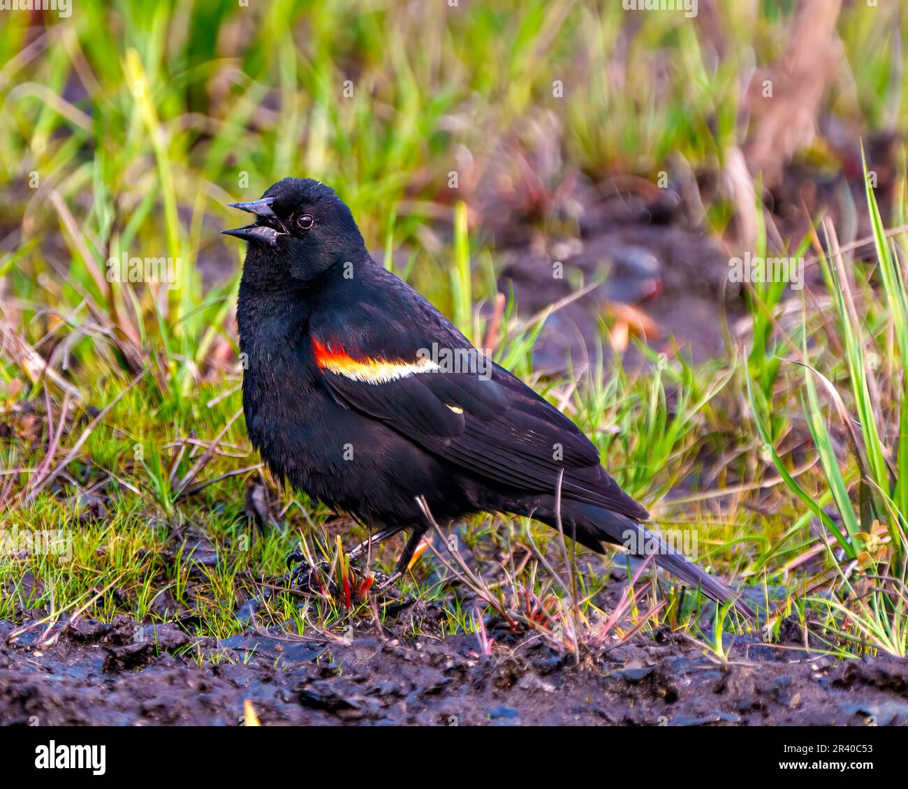 Red-Winged Blackbird close-up side view standing in on mud ground with ...