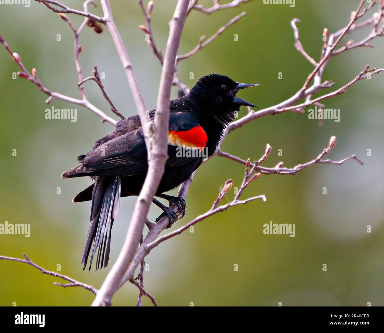 Red-Winged Blackbird perched and flashing its scarlet field marks and ...