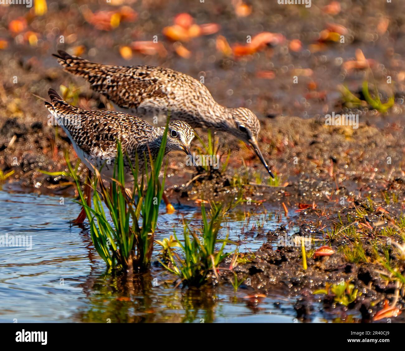 Common Sandpiper birds side view foraging for food in their marsh ...