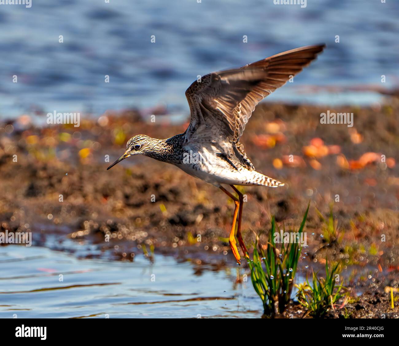 Common Sandpiper close-up view flying and take off with splashing water ...