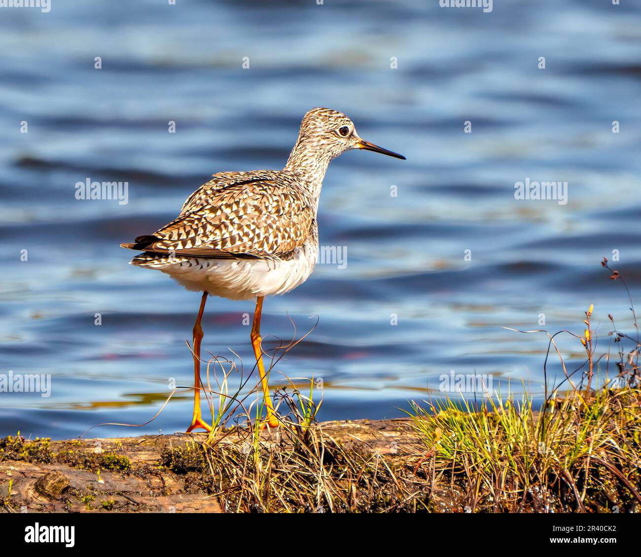 Common Sandpiper close-up side view standing on a log with moss in its ...