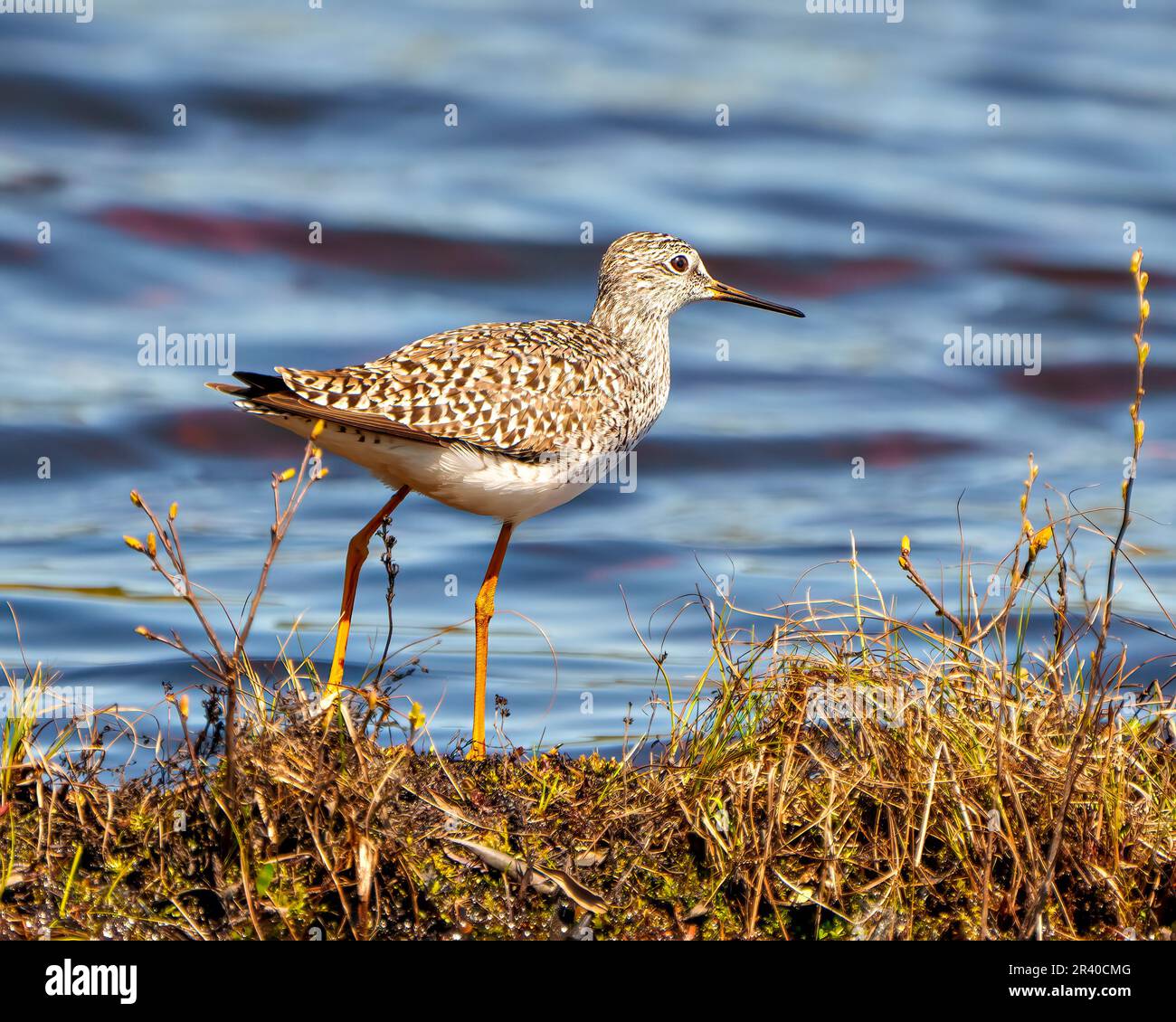Common Sandpiper close-up side view in its marsh environment and ...