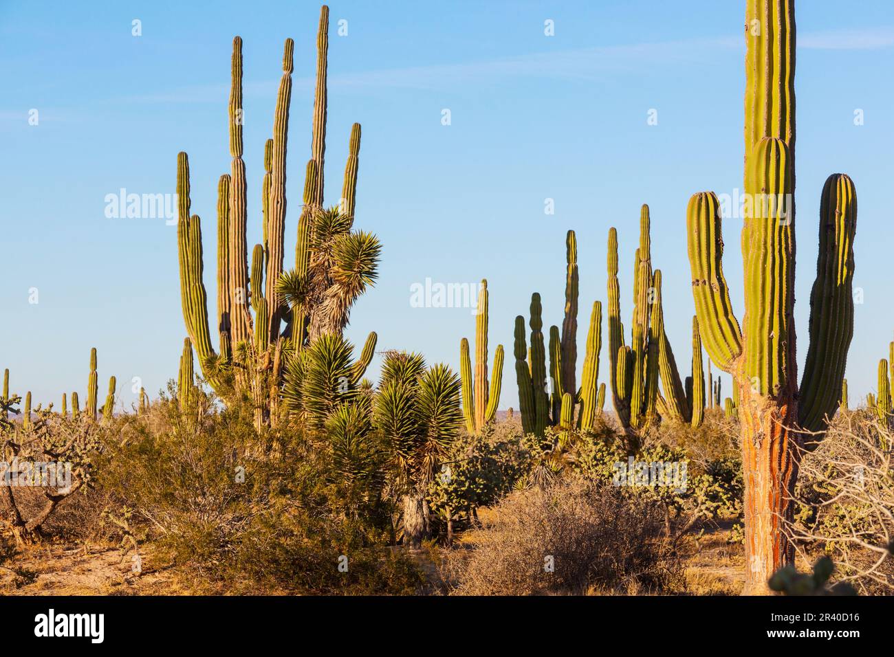 Cactus in Mexico Stock Photo - Alamy