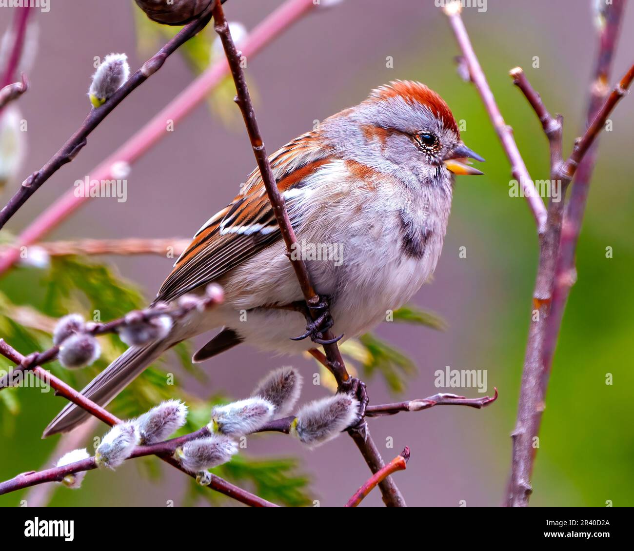 American Tree Sparrow close-up side view perched on a tree bud branch ...