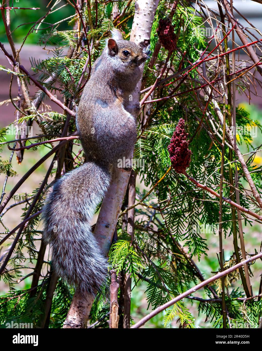 Brown Squirrel climbing a birch tree branch with a rear view in its ...