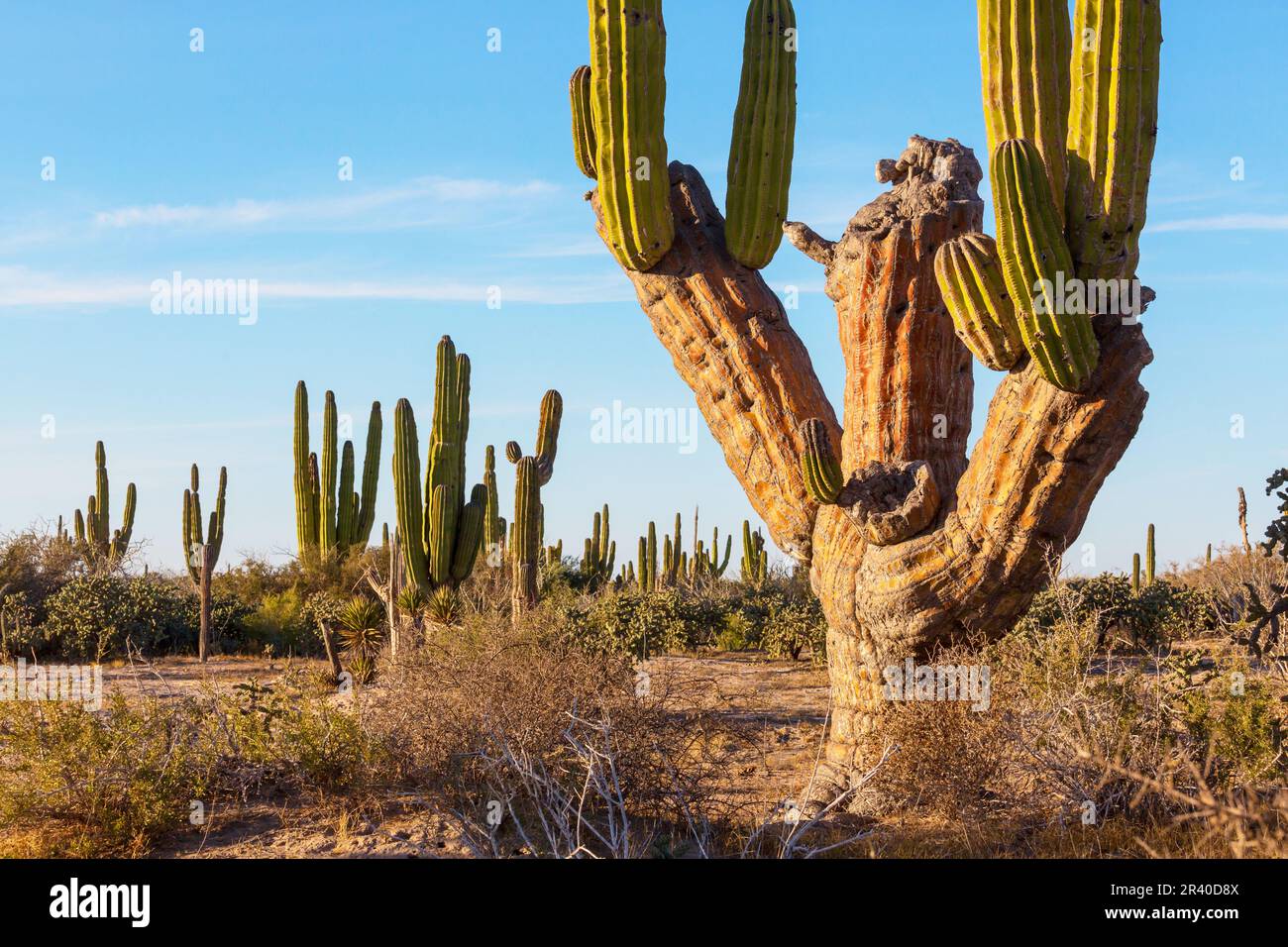 Baja cactus flower hi-res stock photography and images - Alamy