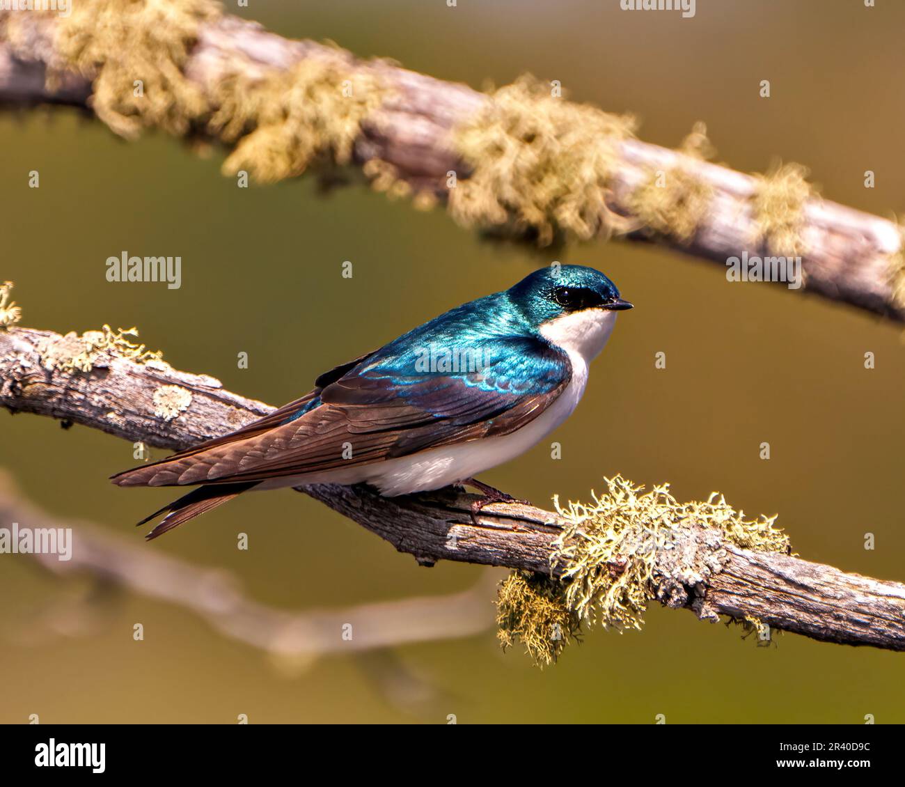 Swallow close-up side view perched on a moss tree branch with a blur ...