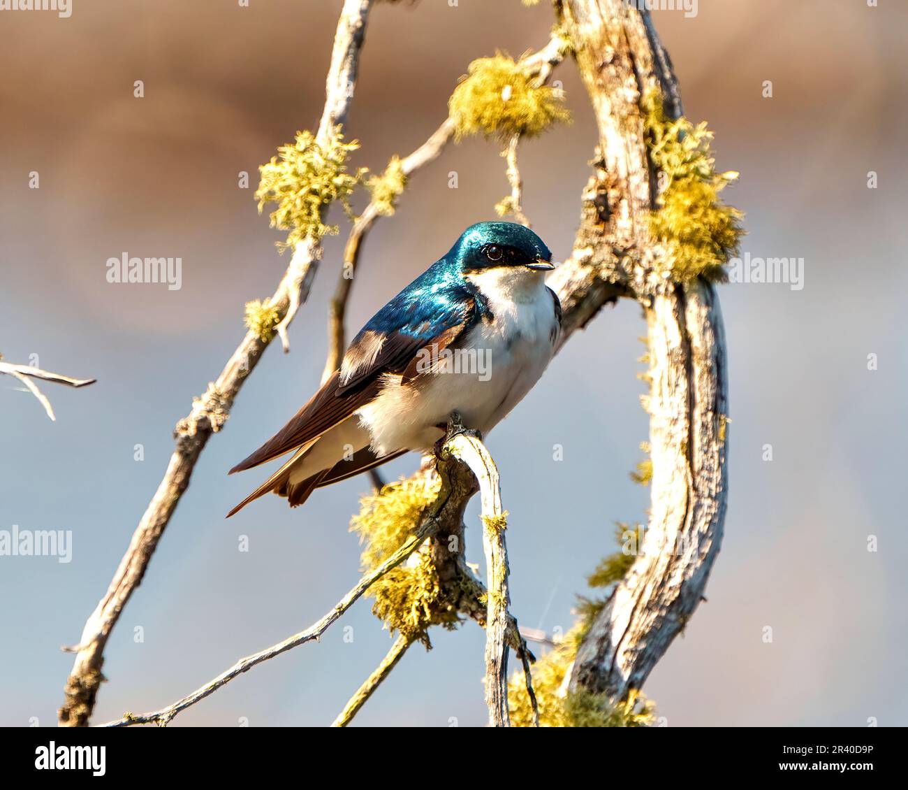 Swallow close-up side view perched on a moss tree branch with a blur ...