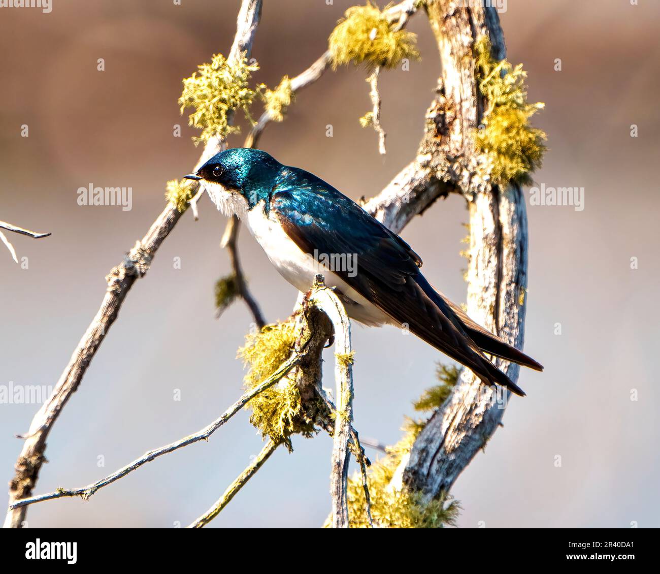 Swallow close-up side view perched on a moss tree branch with a blur ...