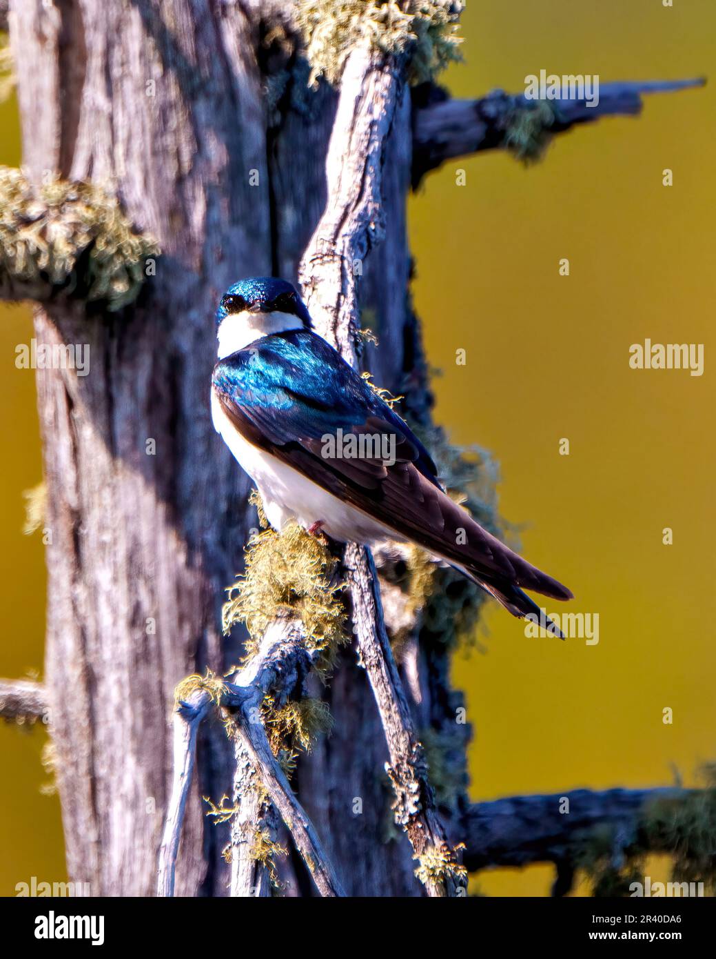 Swallow close-up side view perched on a moss tree branch with a blur ...