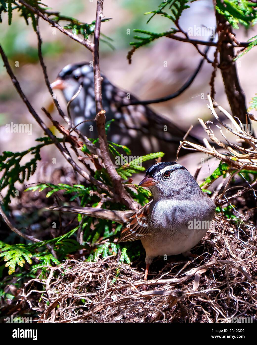 White-crowned Sparrow close up front view on nest with a blur bird ...