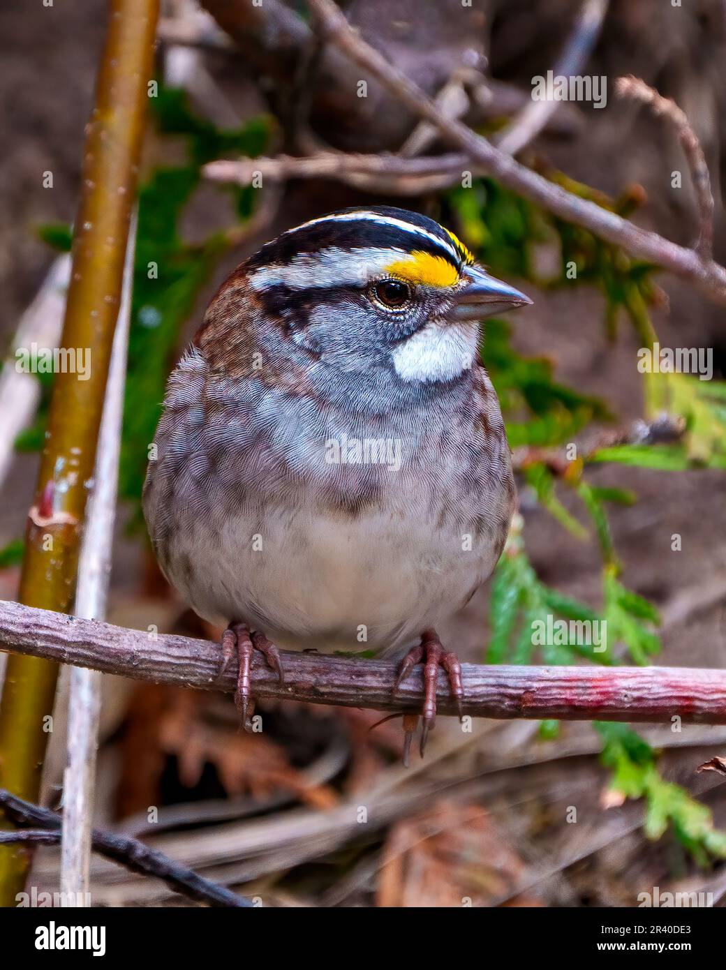 White-throat Sparrow close up front view perched on a twig with forest ...