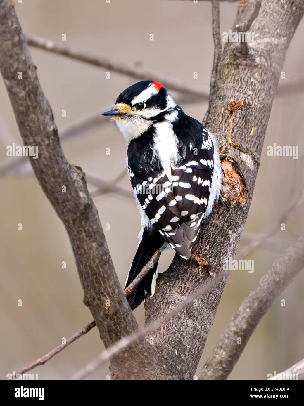 Woodpecker male on a tree trunk branch displaying white and black ...