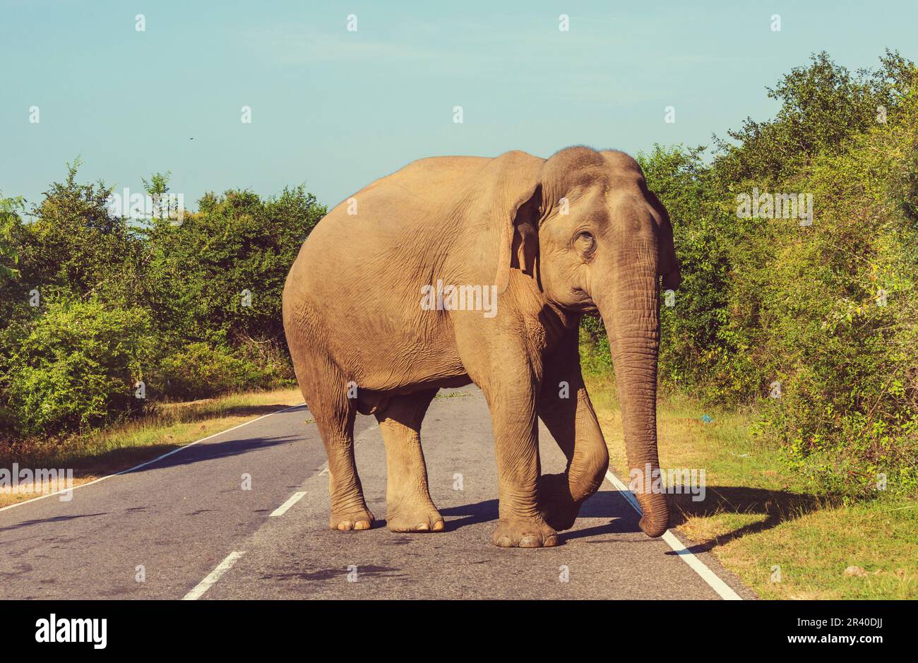 Elephant on road Stock Photo - Alamy