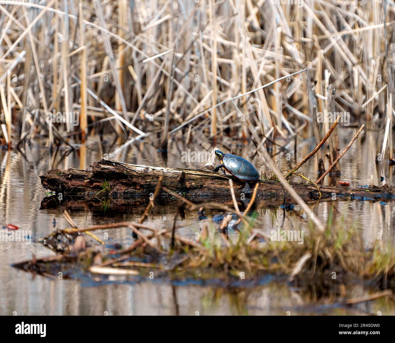 Painted turtle resting on a log in the pond displaying its turtle shell ...