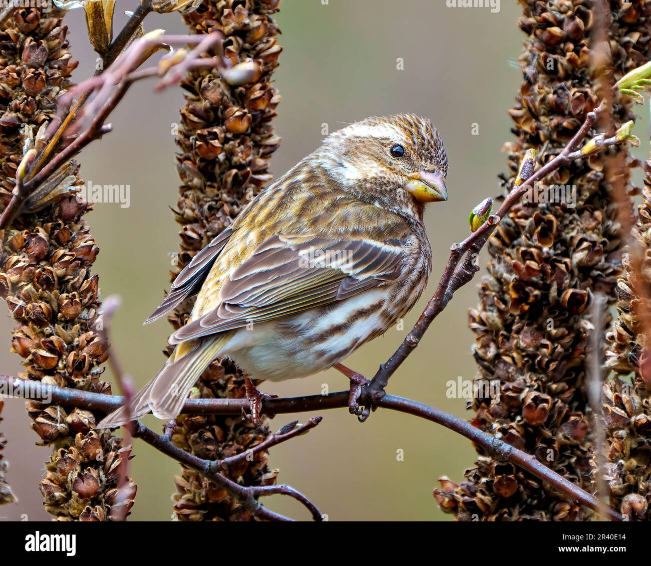 Purple Finch female close-up rear view perched on a branch with dried ...