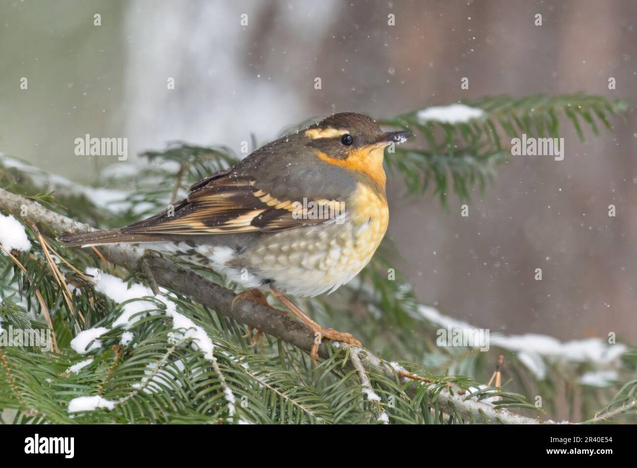 Varied plumage hi-res stock photography and images - Alamy
