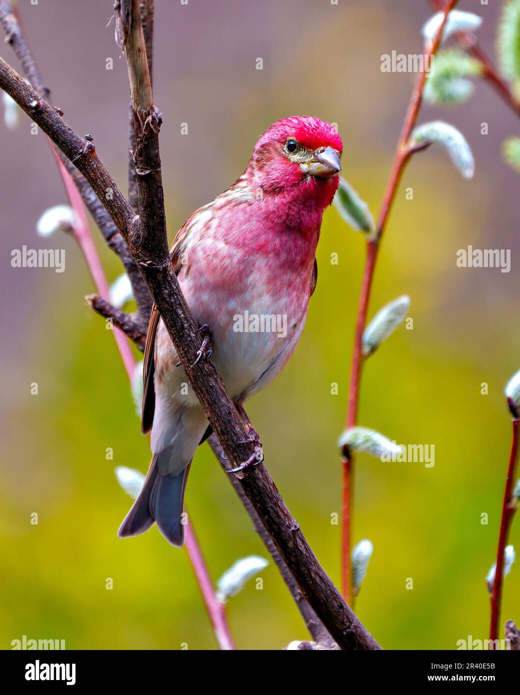 Purple Finch male close-up front view perched on a branch with leaf ...