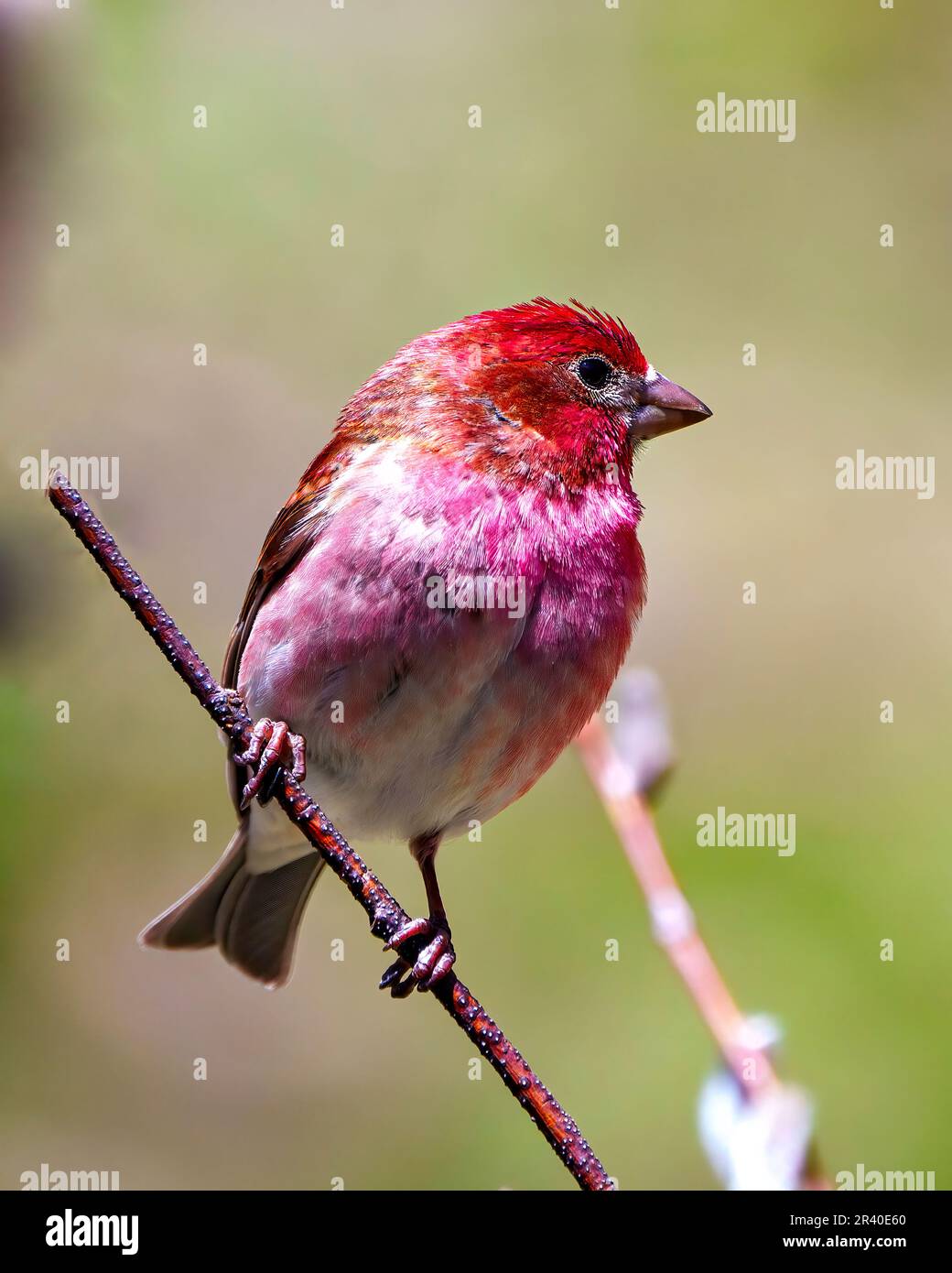 Purple Finch male close-up front view perched on twig in its ...