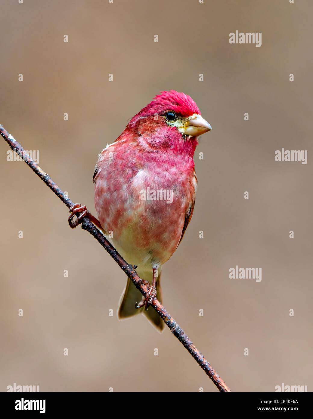 Finch male close-up front view, perched on a branch with a brown ...