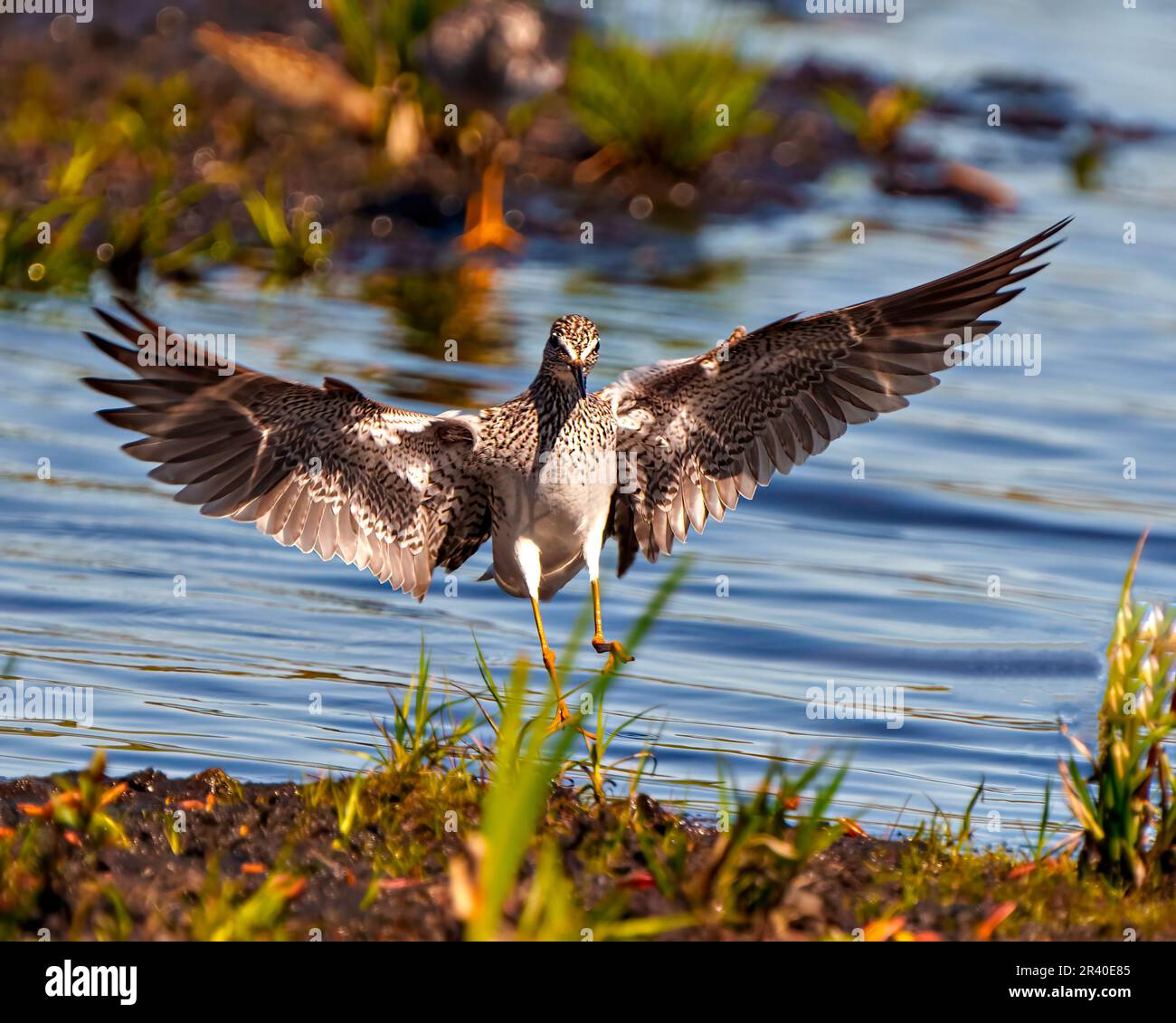 Common Sandpiper close-up flying and landing with spread wings in its ...