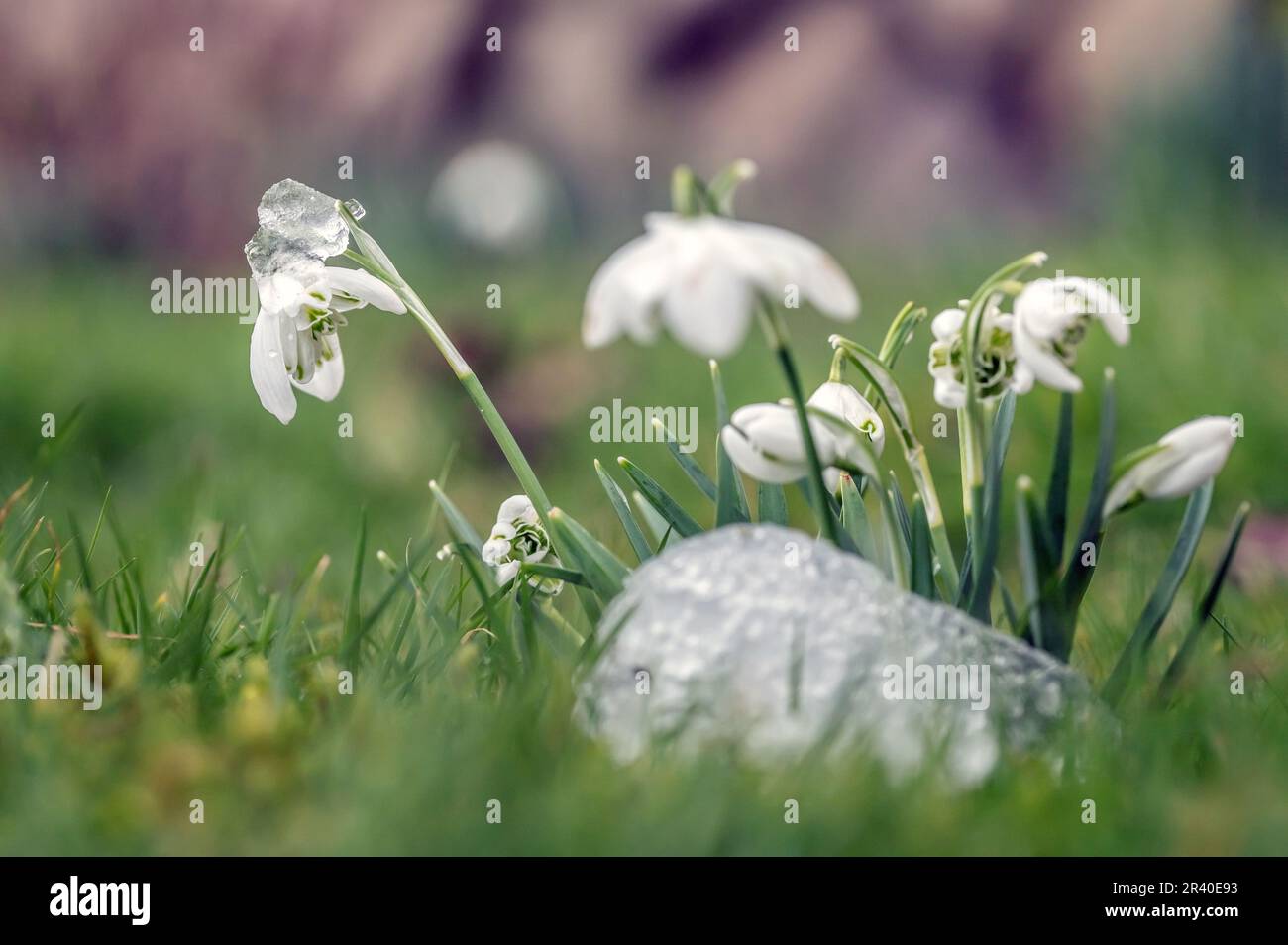 Snowdrop bells hi-res stock photography and images - Alamy