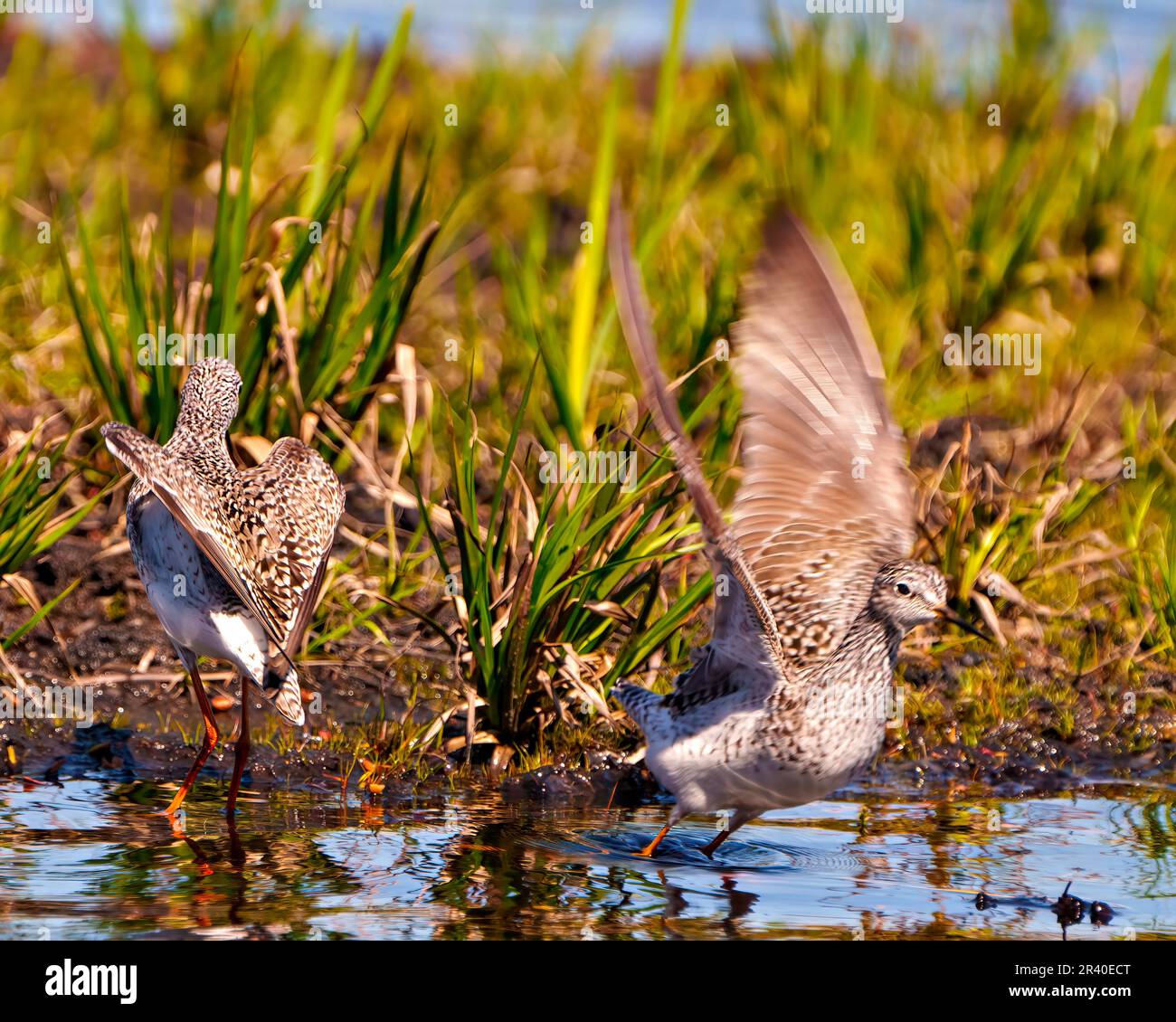 Common Sandpiper birds with side and back view with spread wings in ...