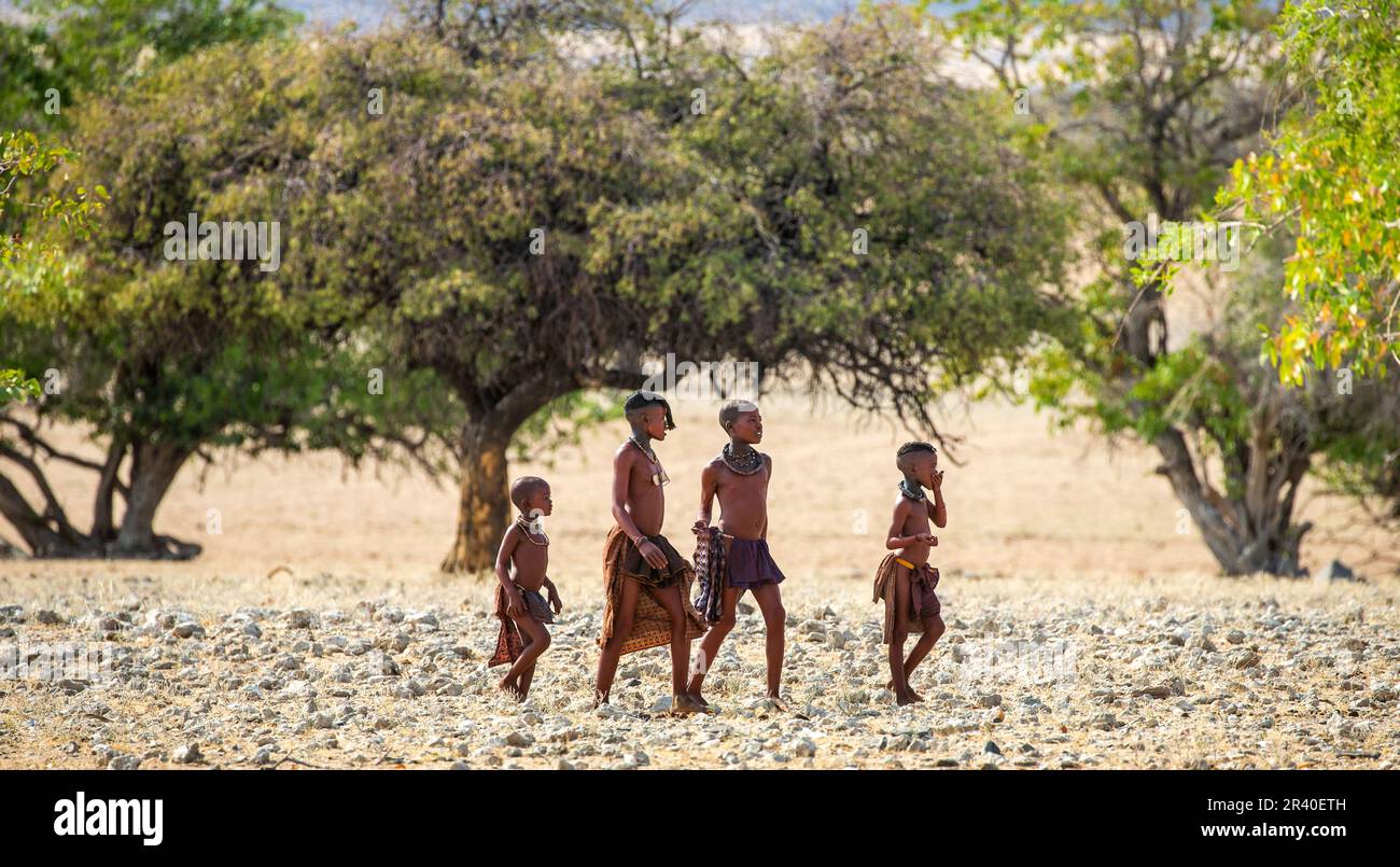 Group of children of the Himba tribe among the trees in an oasis in the ...