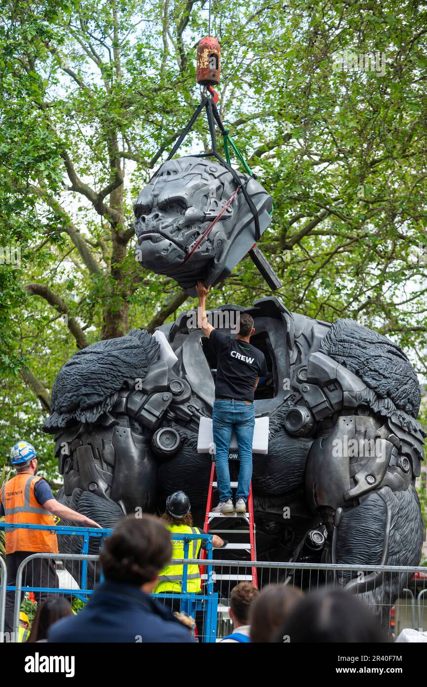 London, UK. 25 May 2023. Workmen install the head of a giant gorilla ...