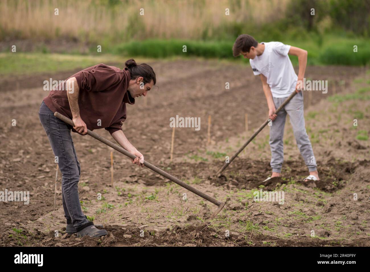 sustainable organic agriculture;hoeing soil , men tilling the orchard ...