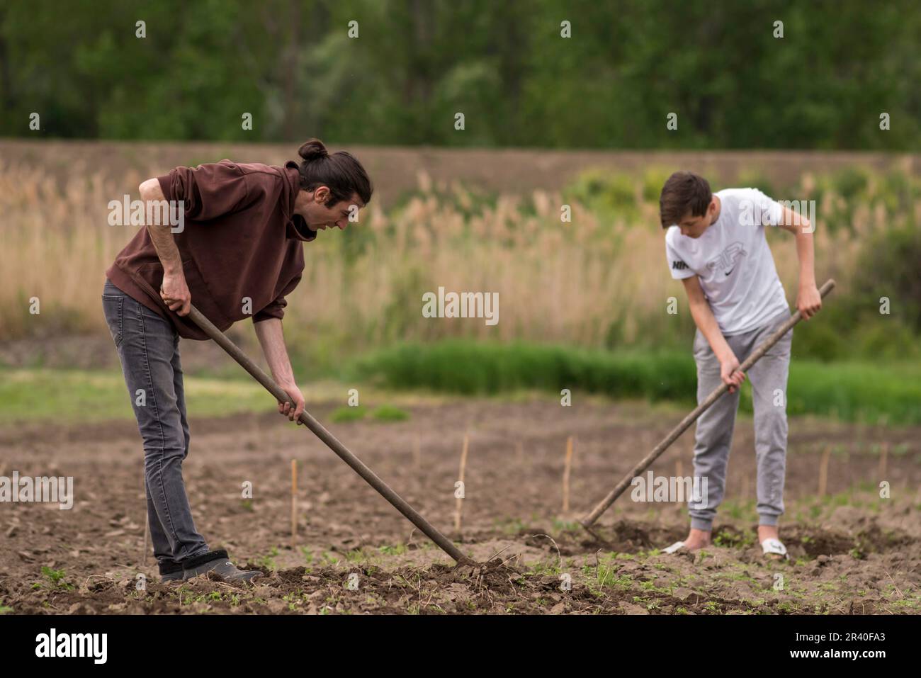 sustainable organic agriculture;hoeing soil , men tilling the orchard ...