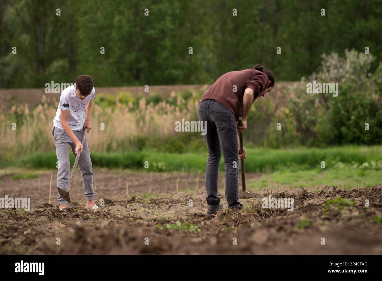 sustainable organic agriculture;hoeing soil , men tilling the orchard ...