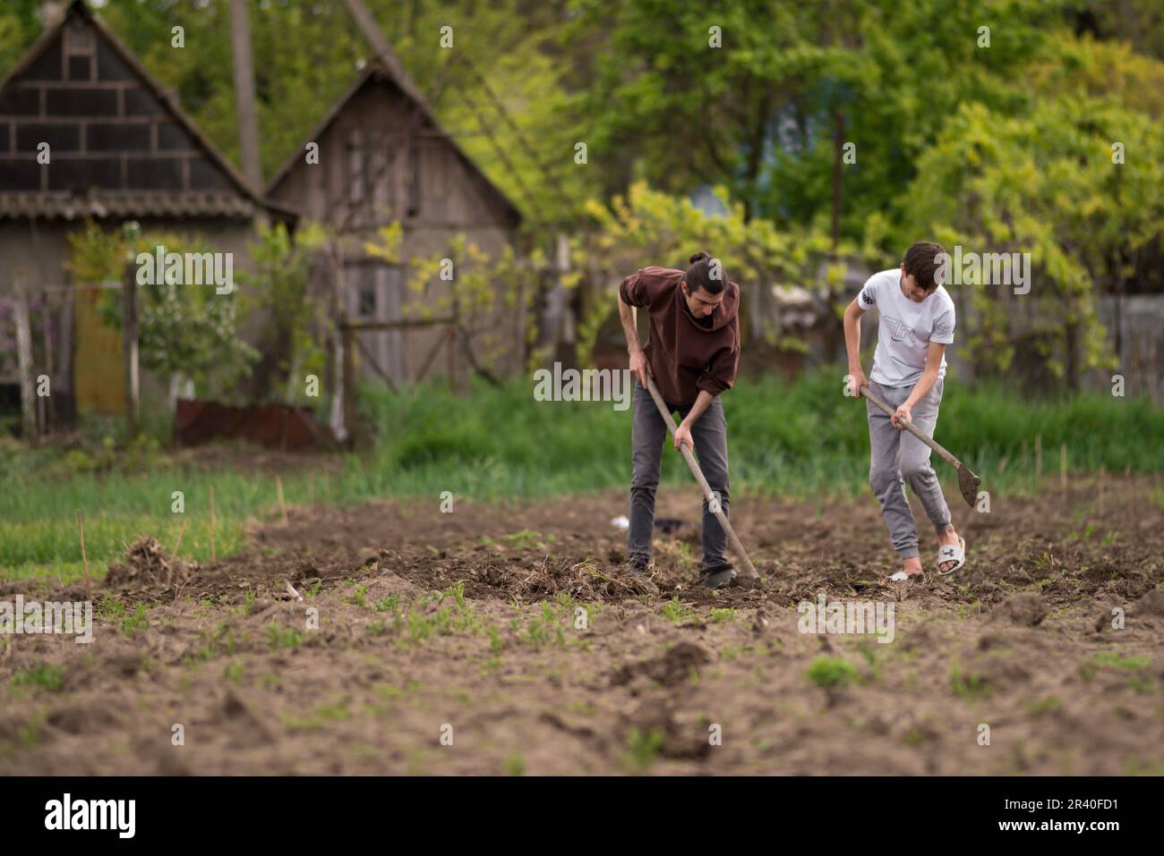 sustainable organic agriculture;hoeing soil , men tilling the orchard ...