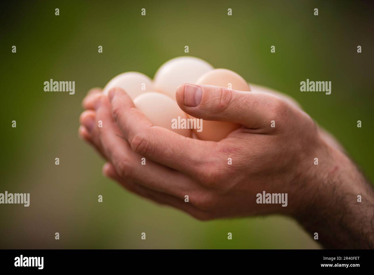 Farmer with fresh organic Chicken Raw eggs man hands Close up Selective ...