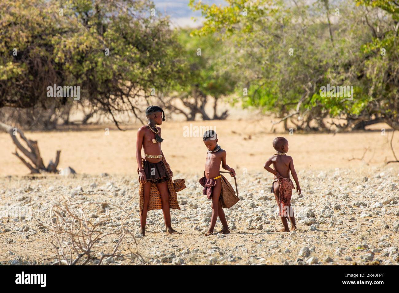 Group of children of the Himba tribe among the trees in an oasis in the ...